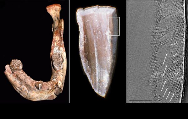 Dr. Tanya M. Smith, Human Evolutionary Biology – Exploring the ...